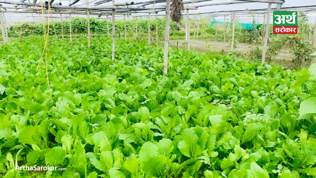 Kathmandu Market Vegetable and Fruit Prices | News Detail | ShareHub