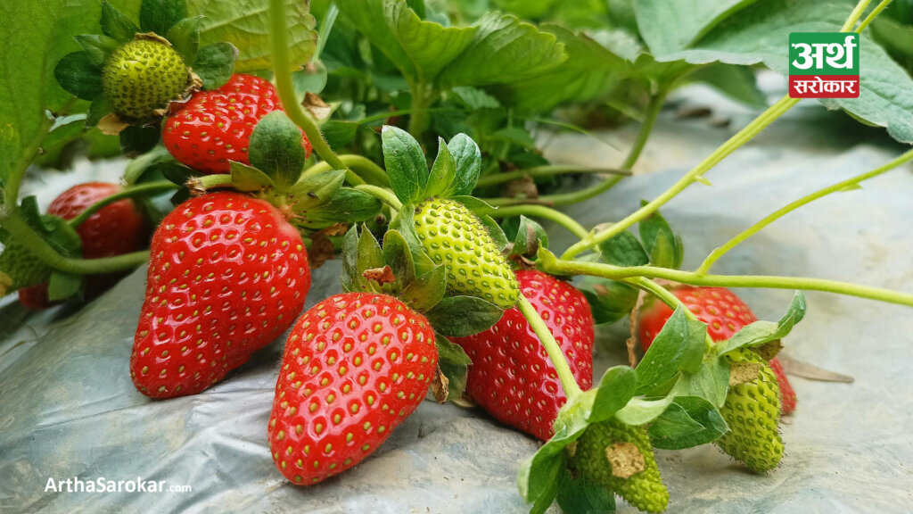 Strawberry Farming Earns NPR 2.1 Million in a Year | News Detail | ShareHub