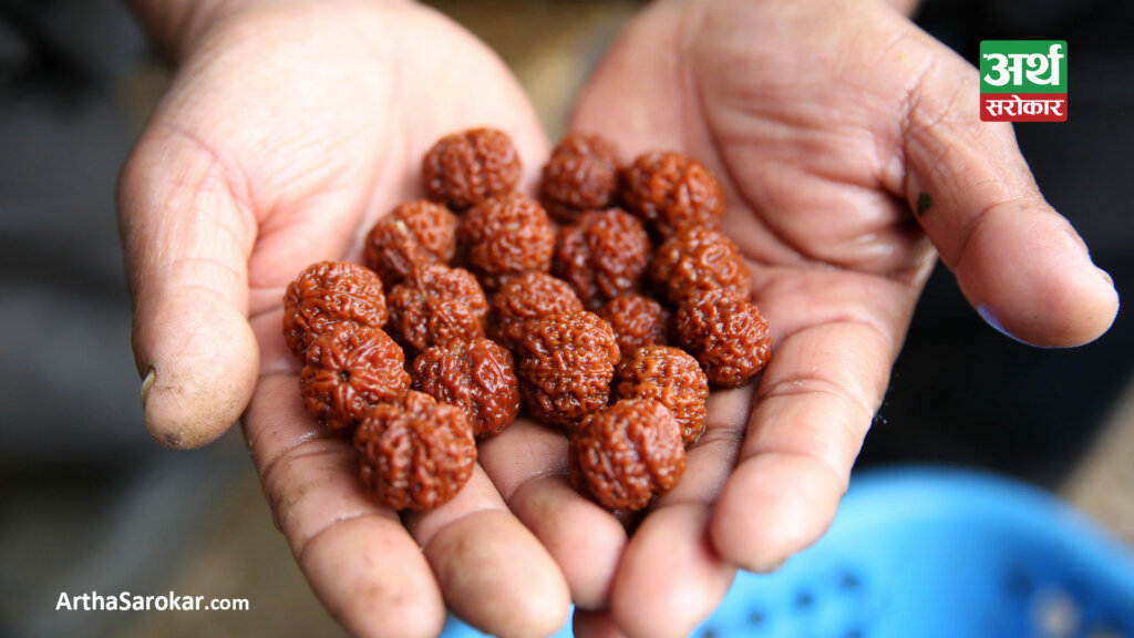 Rudraksha Farming Success in Bhojpur, Nepal | News Detail | ShareHub